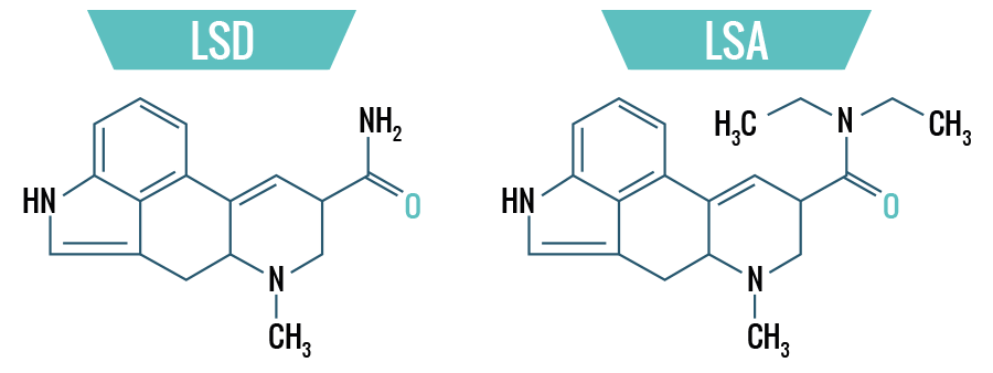 Morning Glory Vs. Hawaiian Baby Woodrose: What’s The Difference ...