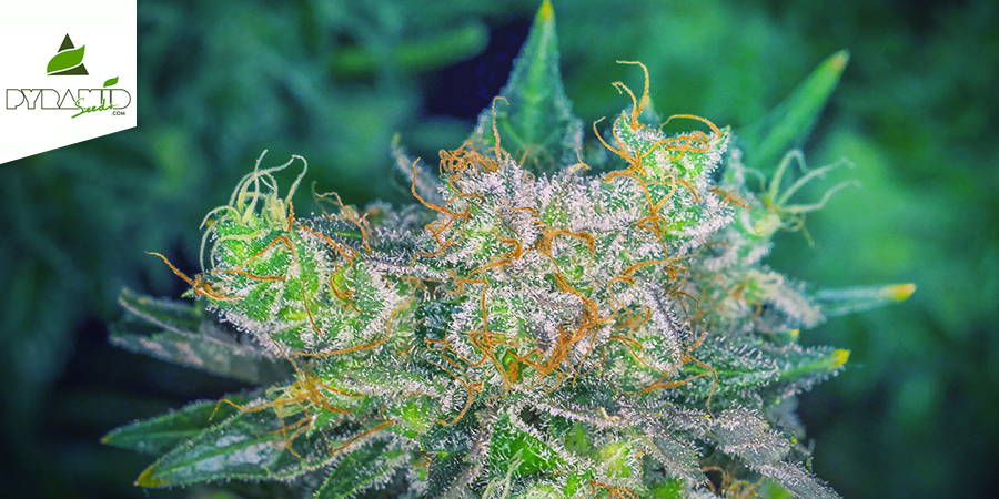 Our Red Hot Handful Of Cannabis Strains To Grow Outdoors - Zamnesia Blog