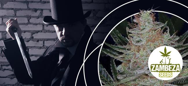 The Best Halloween Cannabis Strains And Activities for Stoners ...