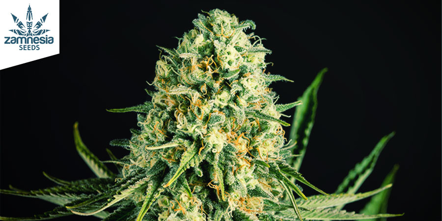 Top 10 Cheese Cannabis Strains - Zamnesia Blog