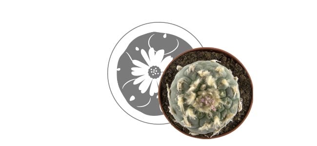 History: Ritual Use Of Peyote