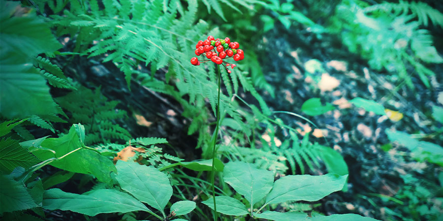Ginseng: Alles Wat Je Zou Moeten Weten - Zamnesia