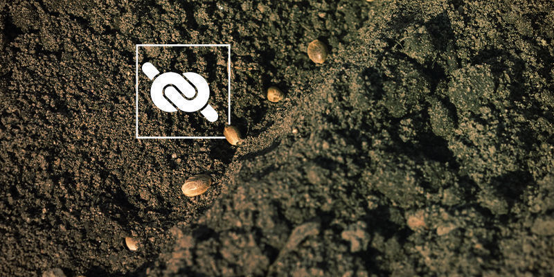 Problemen Met Ontkiemen Van Wietzaadjes Oplossen - Hoe kweek je wiet