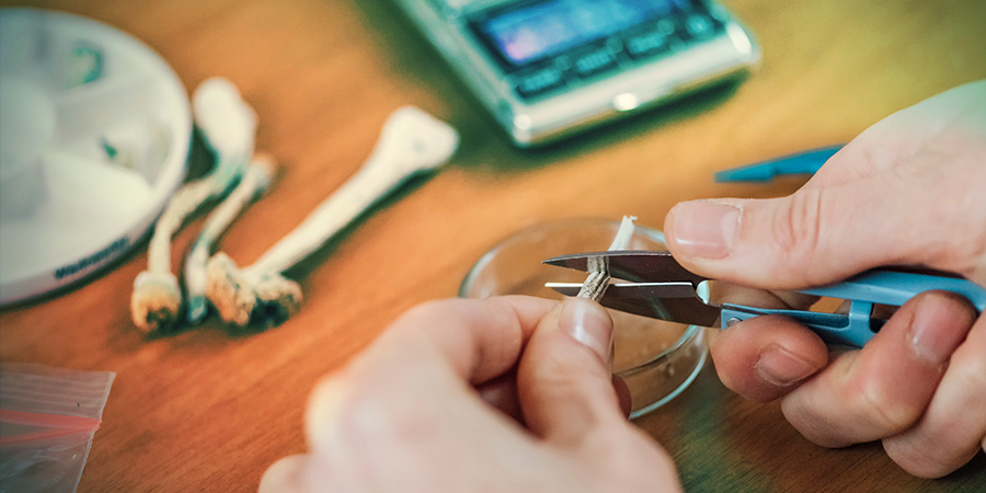 Microdosing Truffle Packs & DIY Tools - Zamnesia