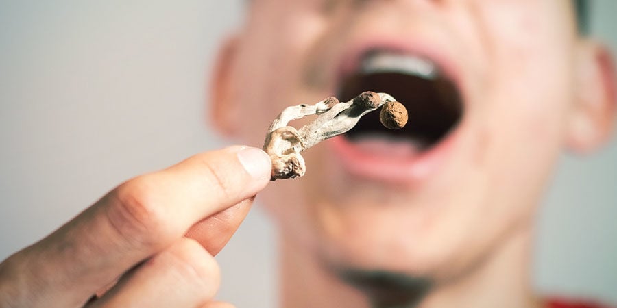 Paddo's 🍄 | Magic Mushrooms - Zamnesia