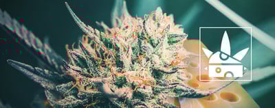 Critical Cheese Automatic (Zamnesia Seeds) feminized - Zamnesia